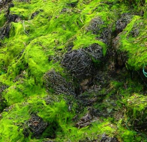 Handmade by Amo'r, Ireland: Caught My Eye 10 Green Slime