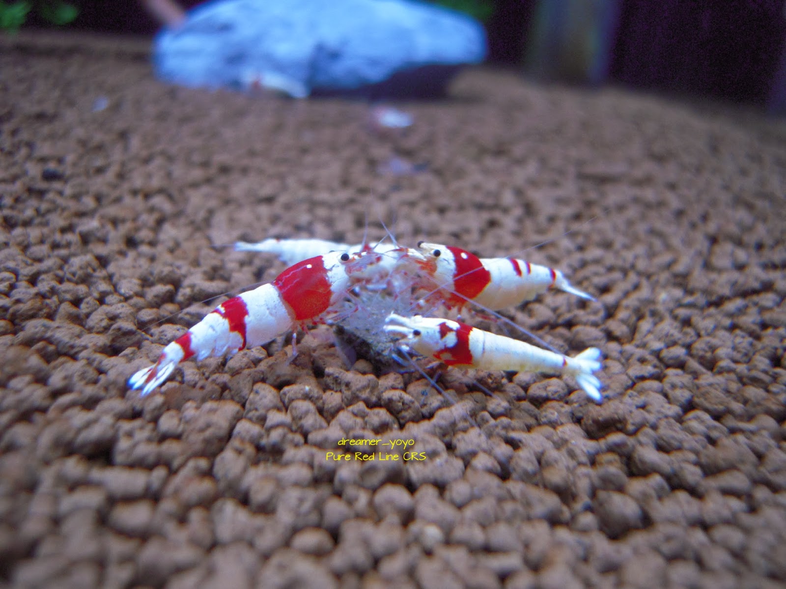 Crystal Red Shrimp: Japanese Pure Red Line Crystal Red Shrimp