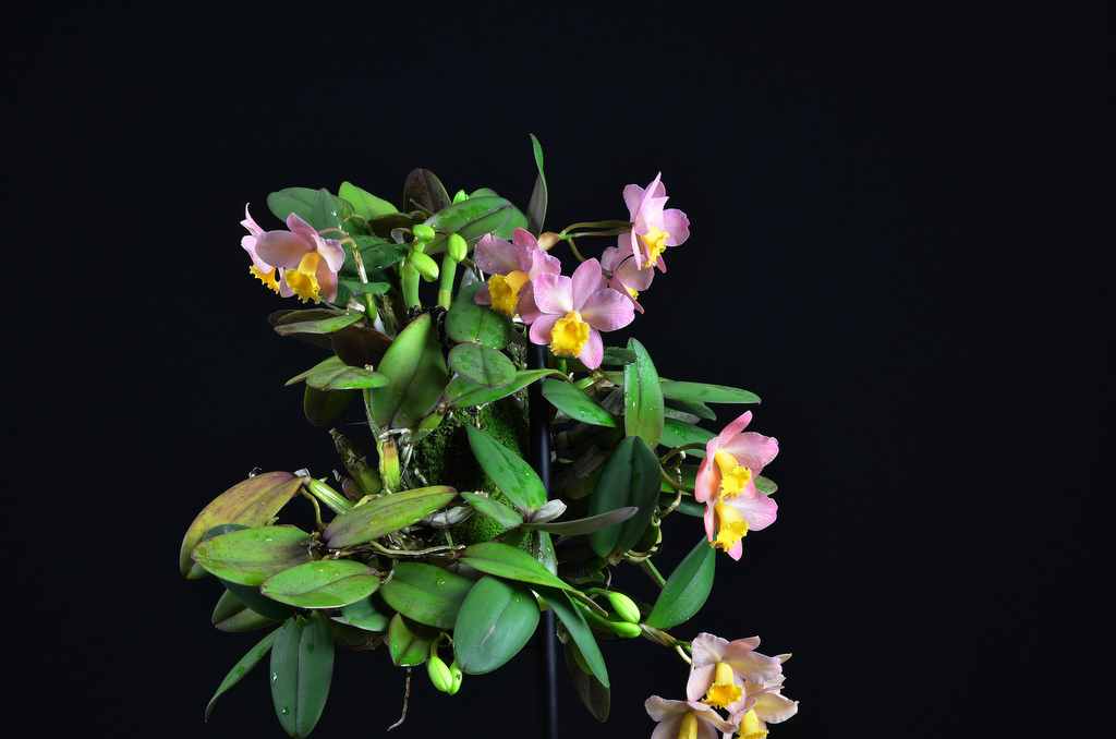 C (Sc) Crystelle Smith 'Gold Throat' AM-CCM-AOS