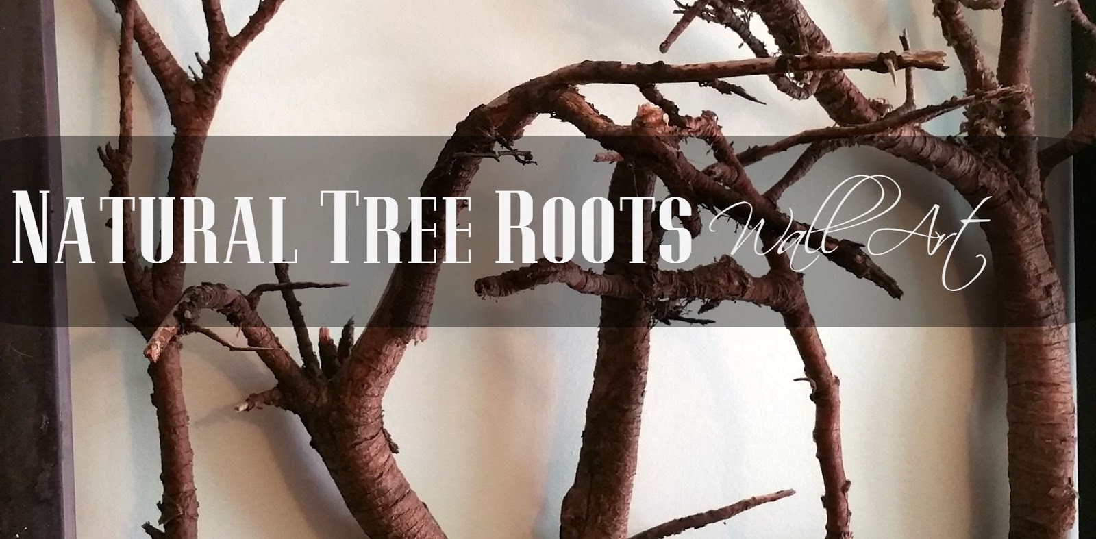 Framed Natural Tree Roots | Redo It Yourself Inspirations : Framed ...