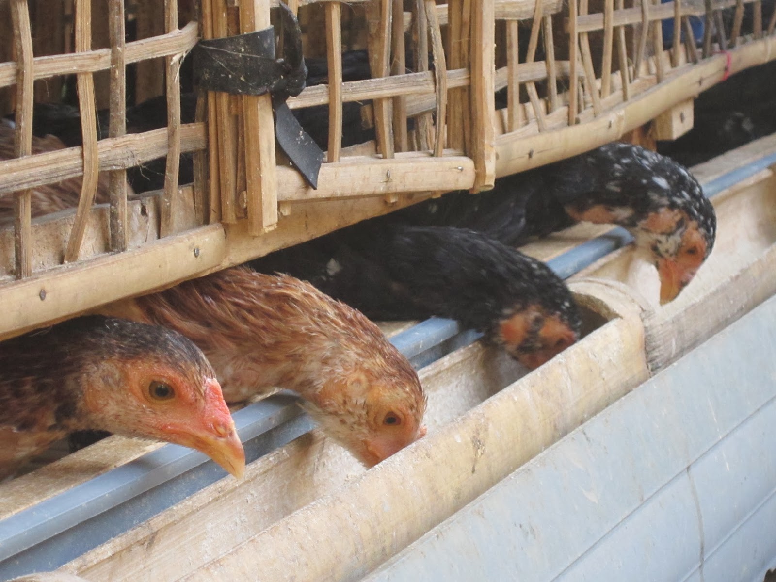 System Peternakan Ayam Kampung - Aneka Peternakan