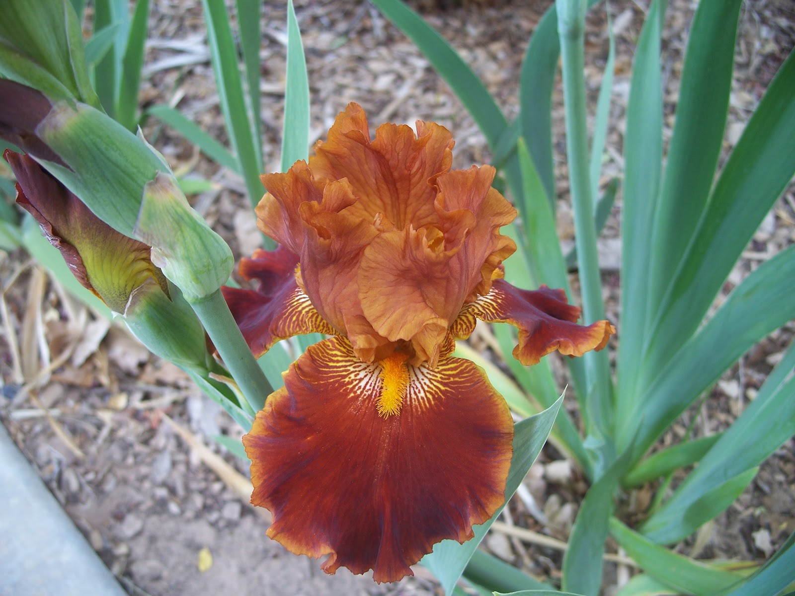 Time to Stop and Look at the Iris!