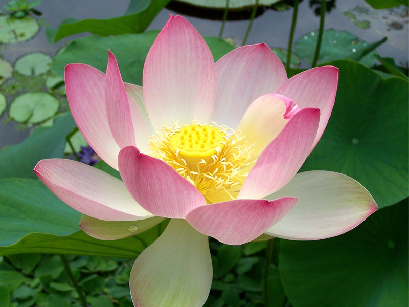 My Unikhu: Bunga Seroja