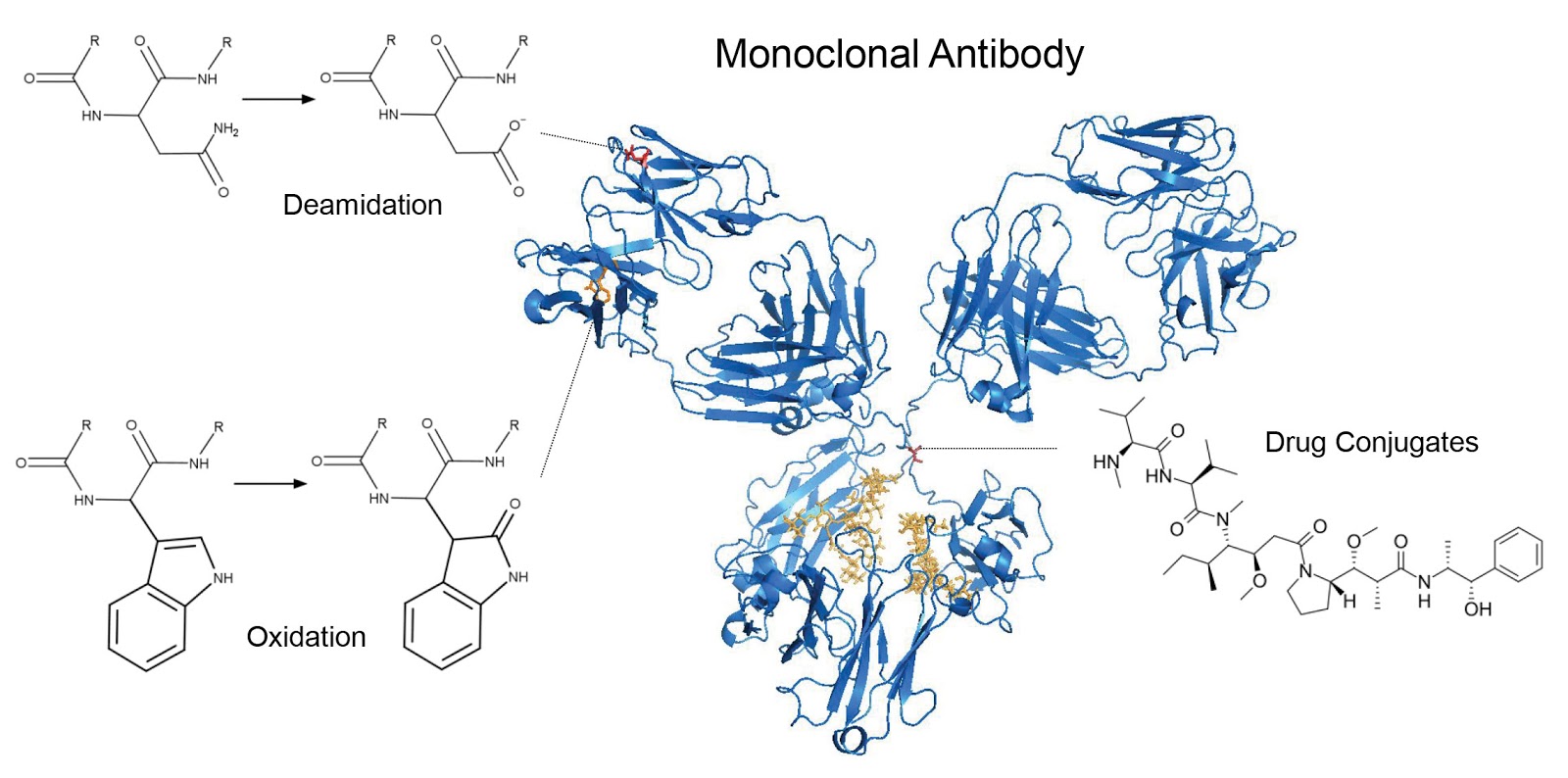 BioResolve™ RP mAb Polyphenyl Columns - Pharmatech (The place of Info)