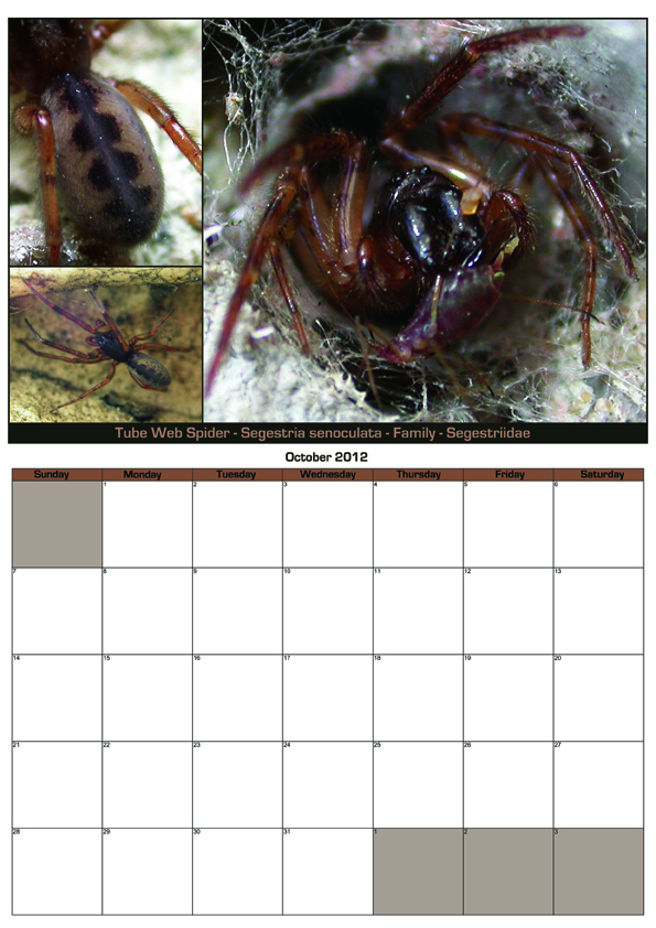 Arachnerds: Spiders Calendar 2012