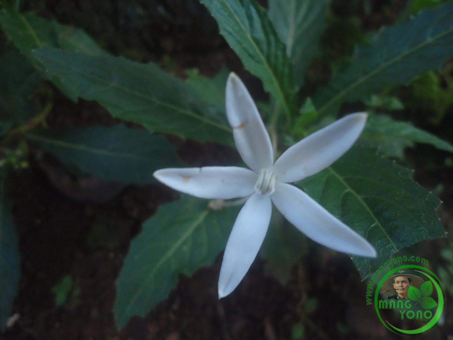 Manfaat Bunga Korejat Untuk Penyembuhan Luka