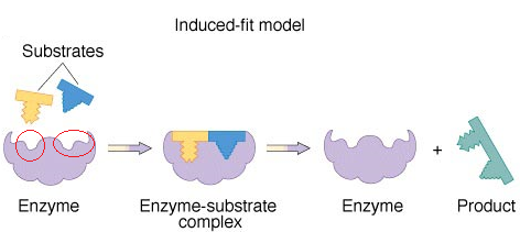 Revision notes for NCEA level 2 biology: Enzymes
