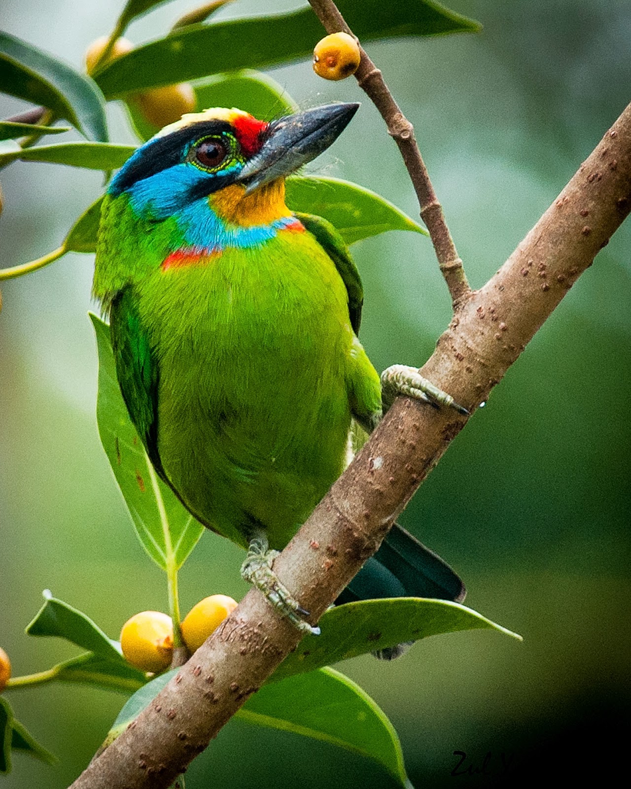 Zul Ya - Birds of Peninsular Malaysia: Colourful Barbets