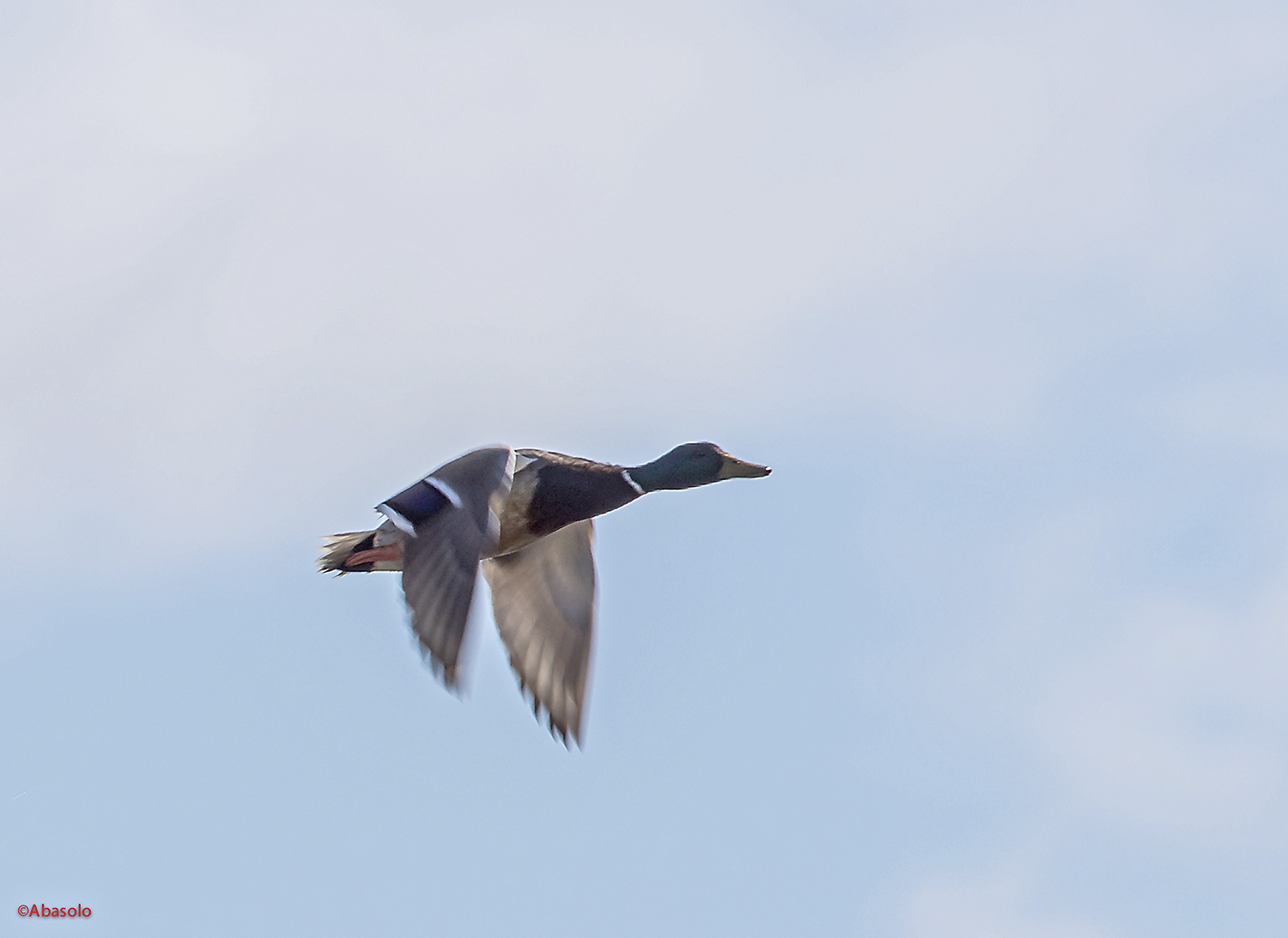 FOTOGRAFÍAS DE NATURALEZA: Ánade real (Anas platyrhynchos) en vuelo a ...