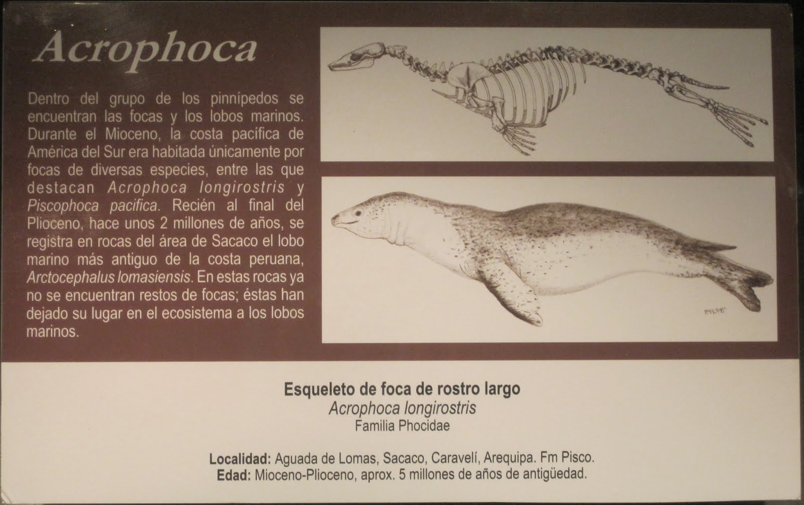 El Pensieve de Dinorider: Fósil de Miércoles: Acrophoca longirostris