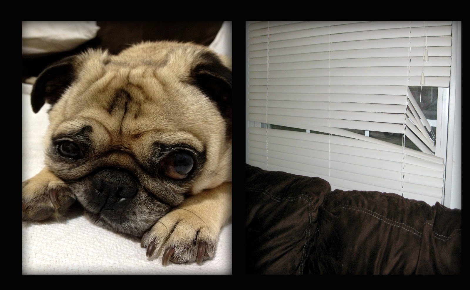Pug Life: Pug Life: Separation Rage