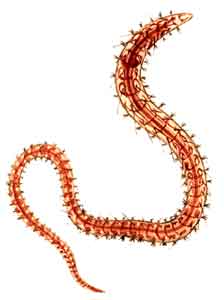 ACVARISTICA: Tubifex