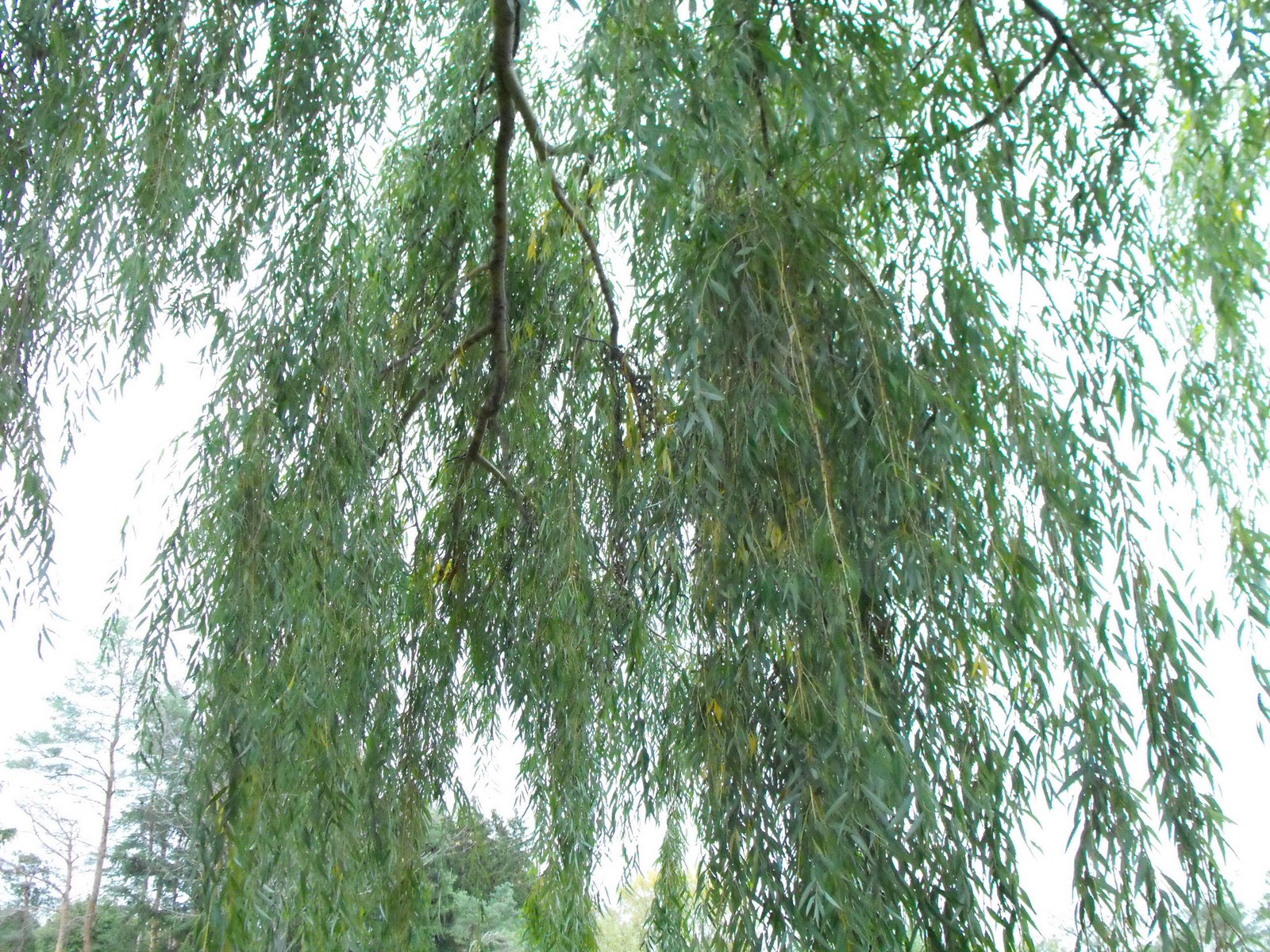 Erika's English Work: Willow Tree