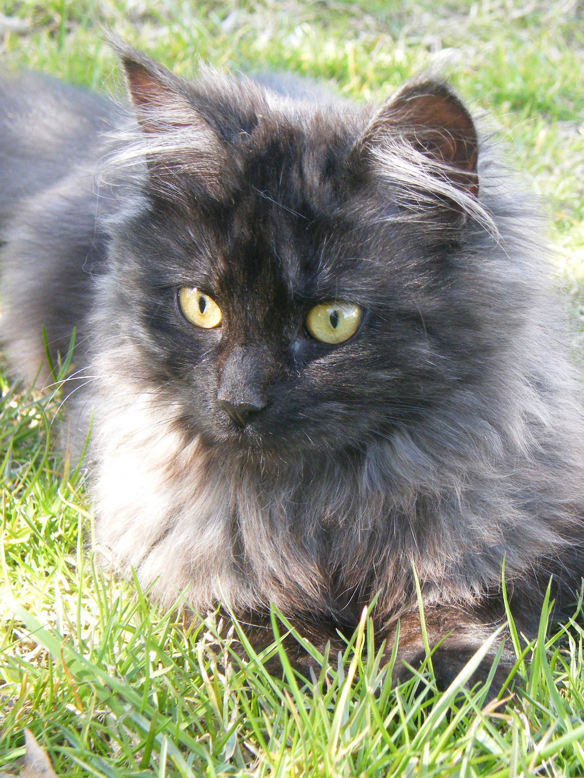 Tali's Tails: Black Smoke Cat ... Now Enjoying Being Outside