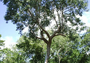 VECINO VIGILANTE YUCATAN: Flora representativa de Yucatán.