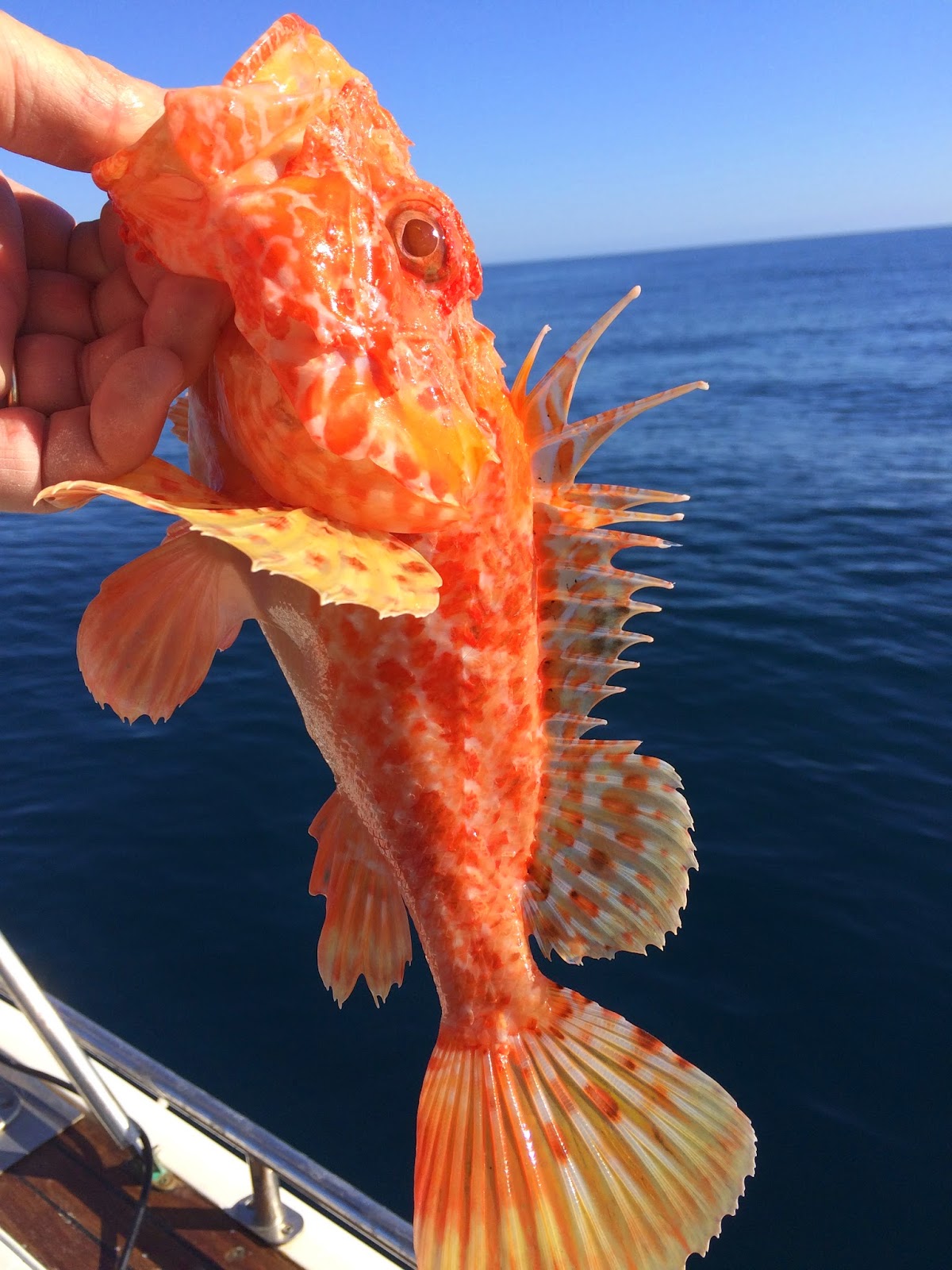 Pescando en la Bahía de Palma: Salida al cap-roig, febrero 2015