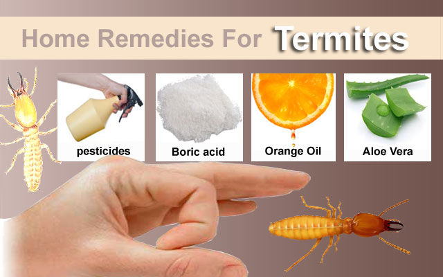 How to Get Rid of Termites with Easy and Simple Remedies | Arbkan