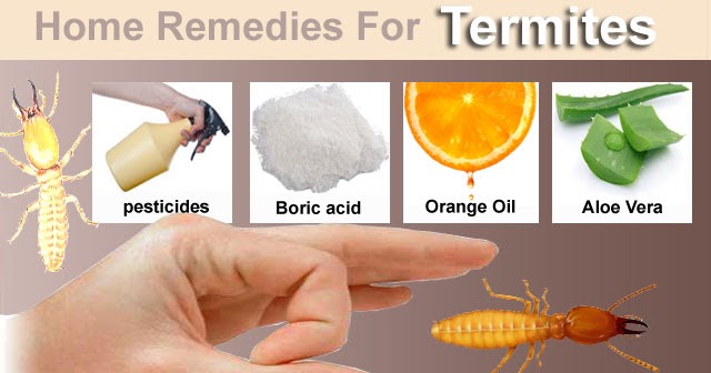 How to Get Rid of Termites with Easy and Simple Remedies | Arbkan