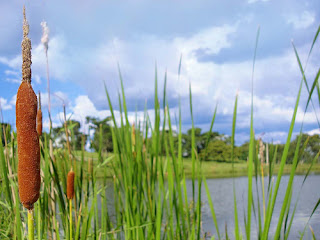 CURIOSIDADES: PLANTA QUE PARECE SALSICHA? O QUE É TABOA