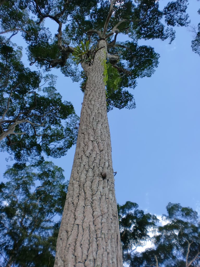 Peroba Rosa Gigante - Aspidosperma polyneuron