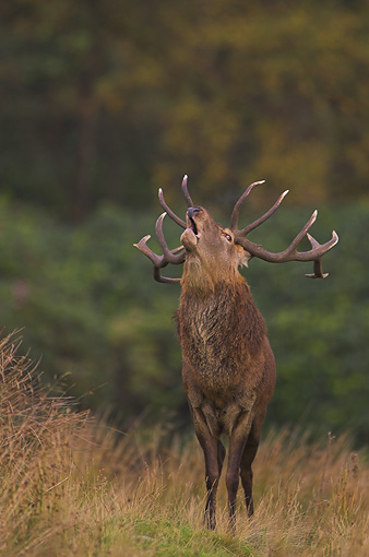Escuchemos a la Naturaleza: Geoff Simpson