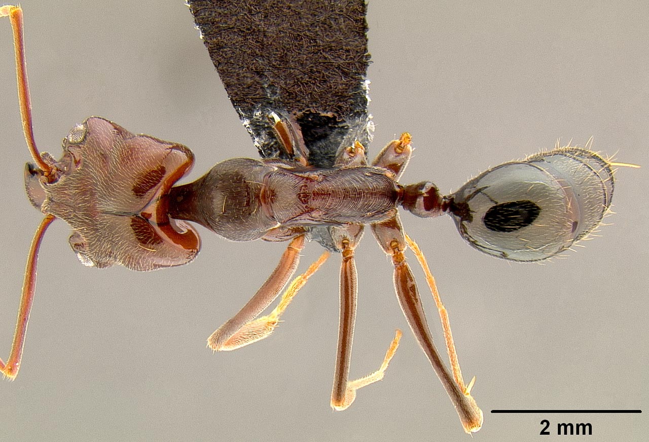 Doido por Formigas: Sobre as Odontomachus Bauri