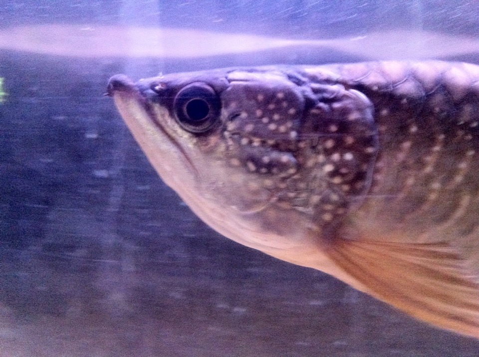 Adaptive Radiation: Pet fish