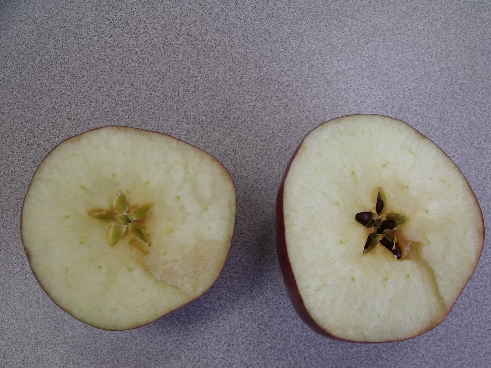 Miss Gibbons' Kindergarten 2011-2012: Exploring Apples