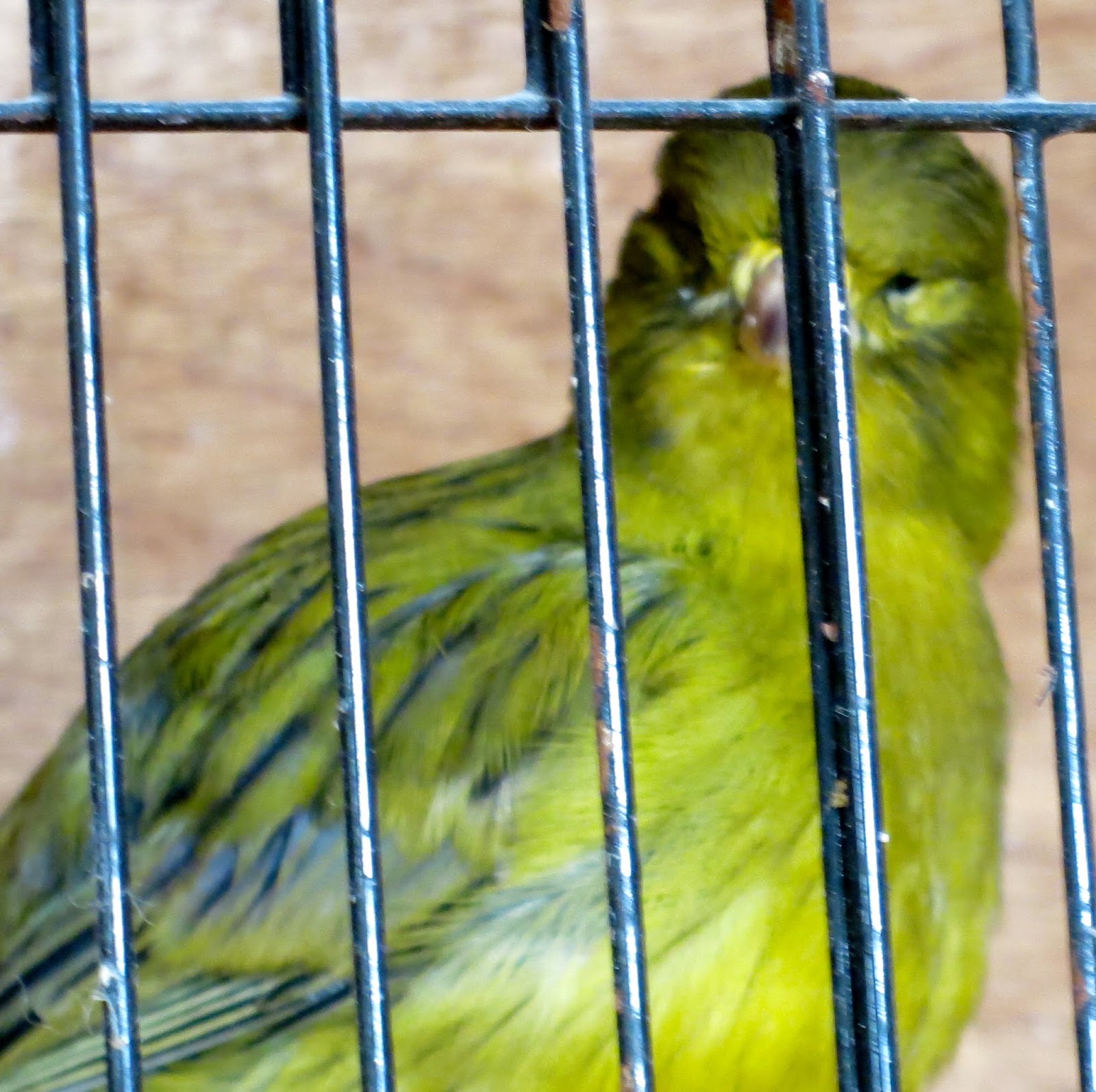 Canary Tales: Breeding Better Looking Birds - Part 1 Feather Type ...