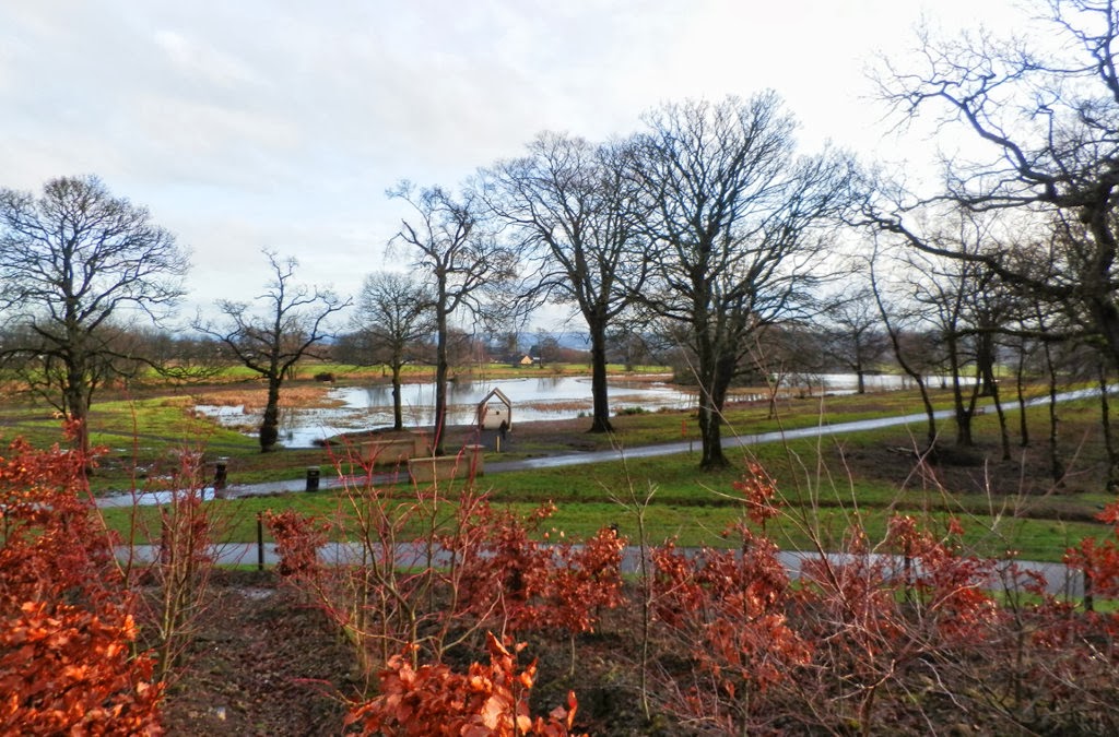 My Daily Walk: Larbert Woods