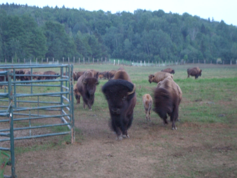 Kyrie Eleison: Trip to Rawdon July 3, 2011