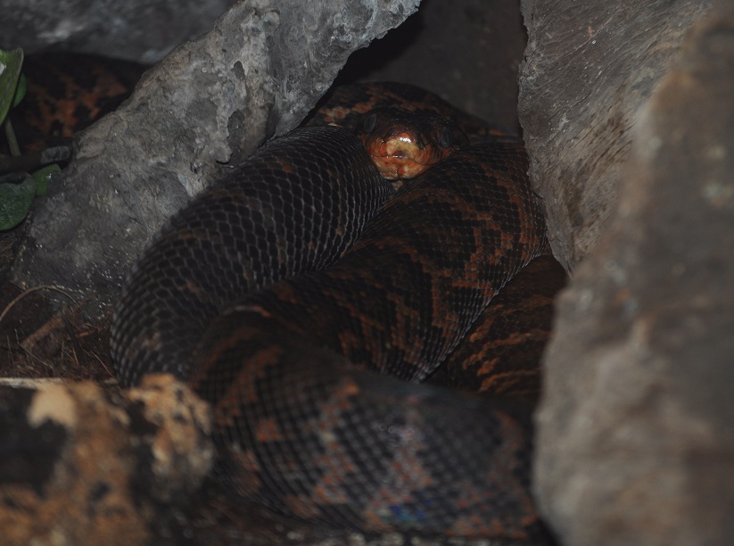ZOOTOGRAFIANDO (6.100 ANIMALS): BOA DE HAITÍ / HAITIAN BOA ...