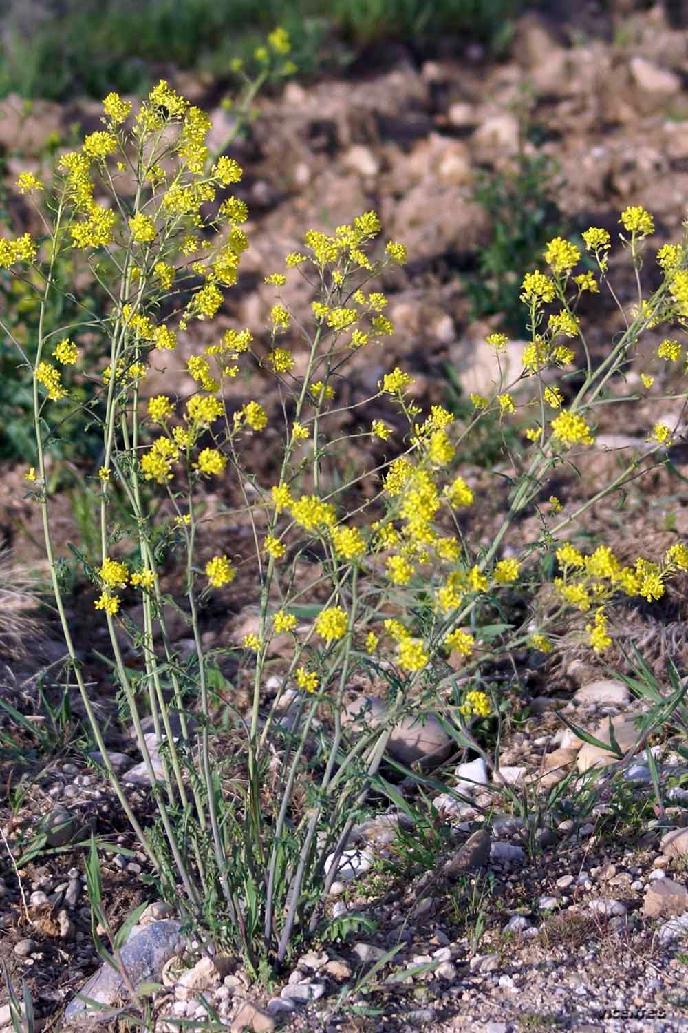 Las flores silvestres de Hormaza: Diplotaxis muralis