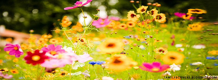 My India FB Covers: Field of wild flowers - Flower FB Cover
