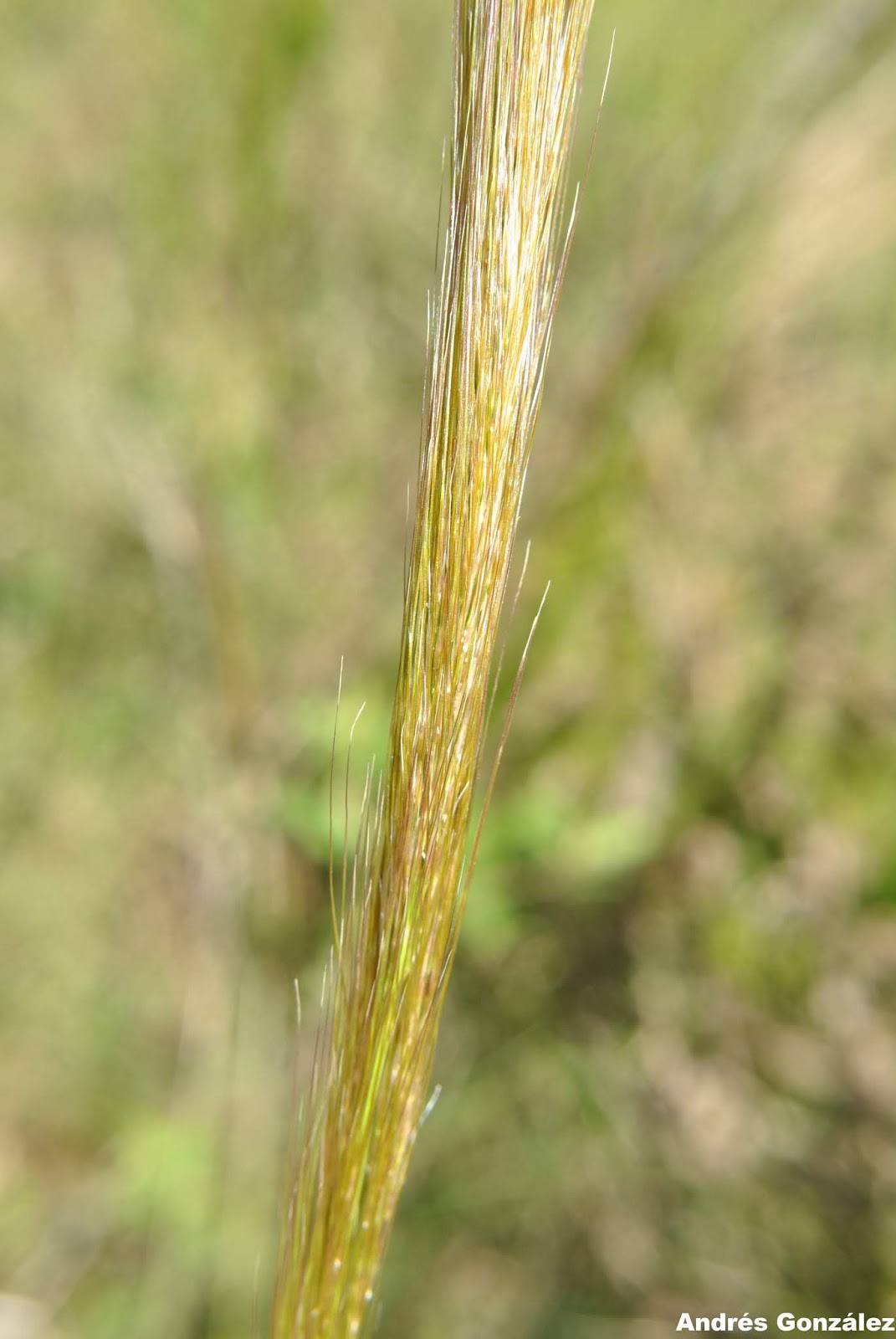 FOTOS DE FLORA NATIVA Y ADVENTICIAS DE URUGUAY : Jarava filifolia. Poaceae