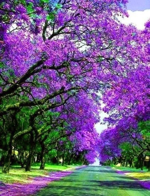 ㅤ: ABRIL, com azul-turquesa & purple.
