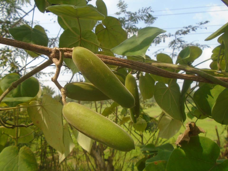 මුරුවා [Muruwa] (Marsdenia tenacissima) ~ අපේ ඔසුපැළ Medicinal Plants ...