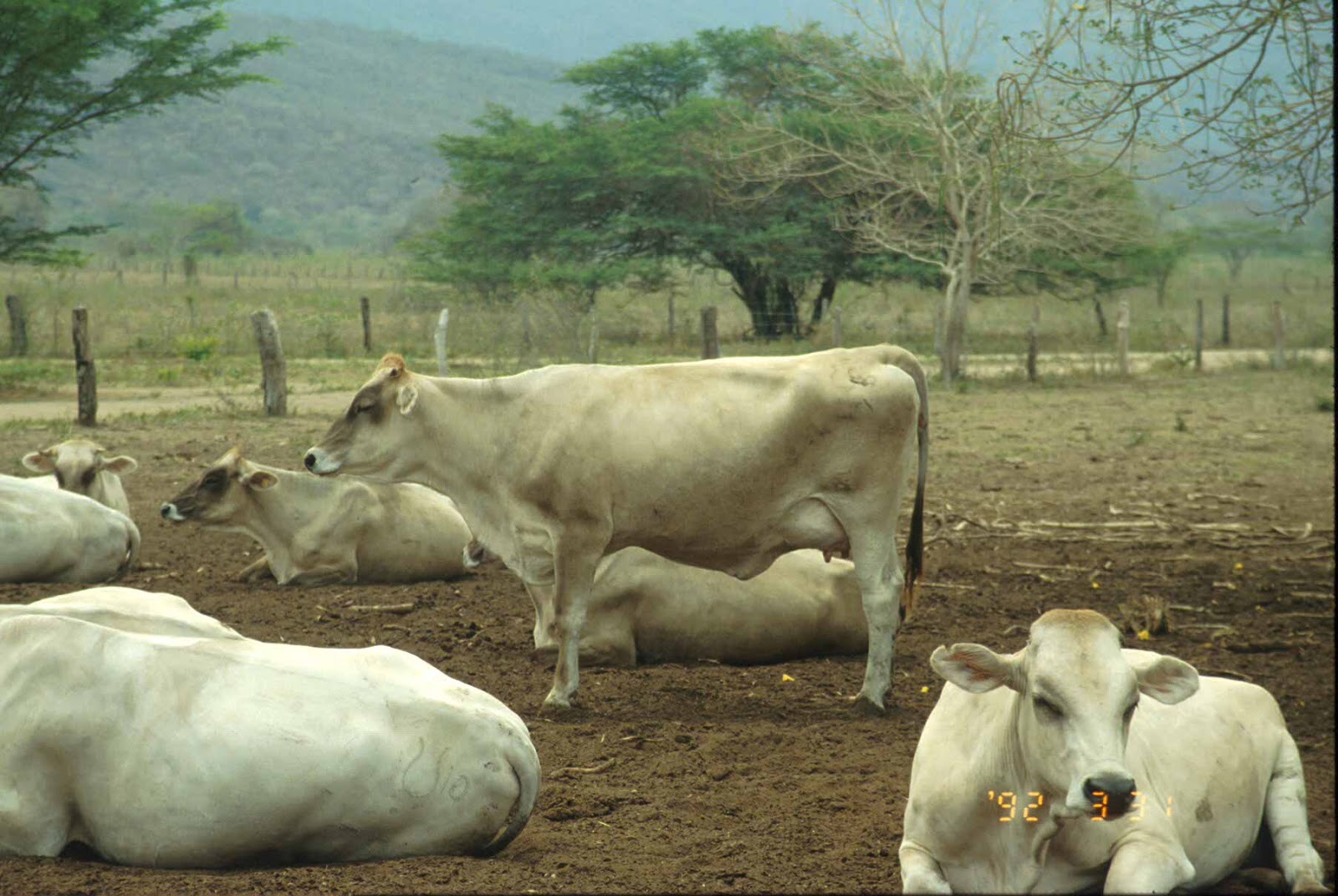 GANADO DOBLE PROPOSITO: RAZA CARORA