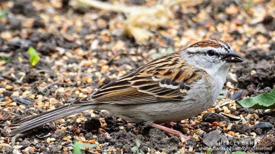 Prairie Nature: Chipping Sparrows - Micro Migratory Birds