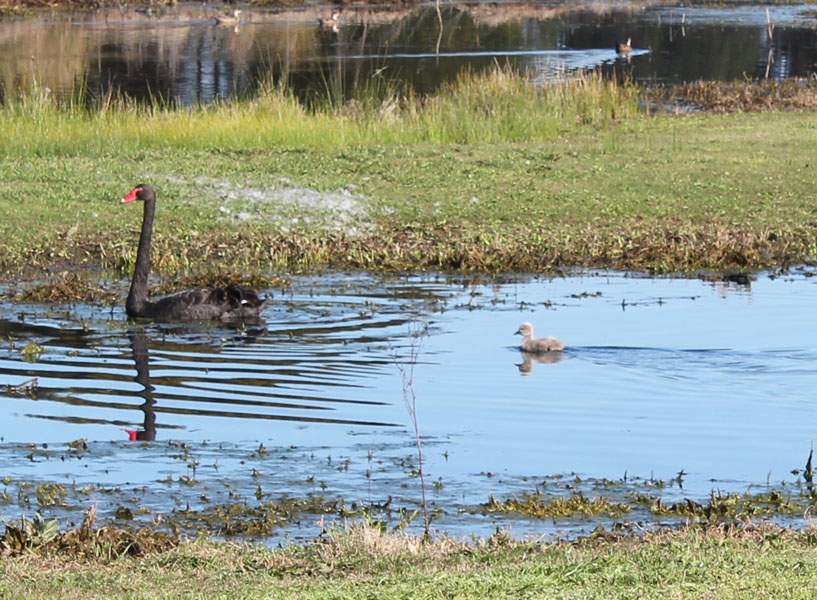 Kath Fries Studio: Bird life in the Wonga Wetlands