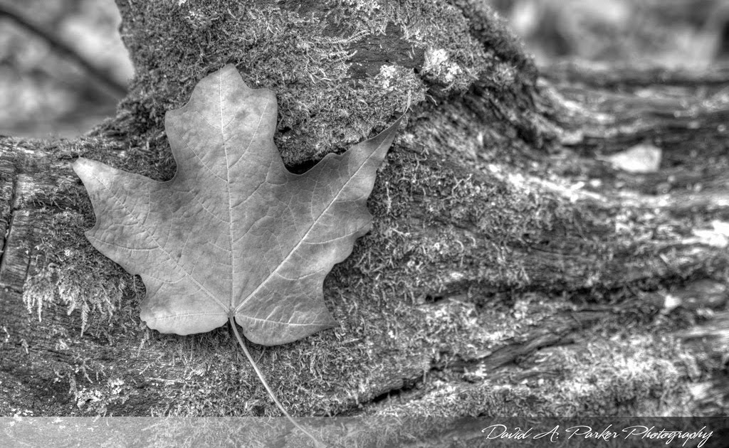 Local Artist Interviews: Dave Parker - Photographer