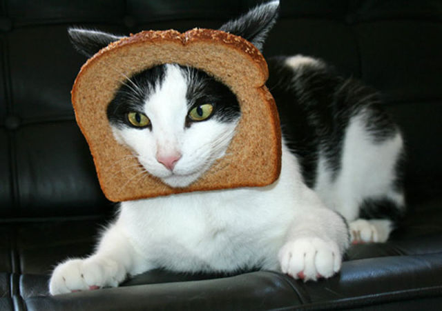 Funny ‘Inbread’ Animals (11 pics) | Những hình ảnh đẹp | Ảnh đẹp Việt ...