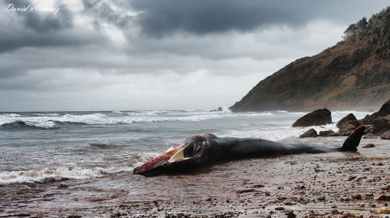 Naturaleza Cantábrica: Vete a ver la ballena