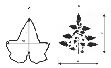 Metode Menghitung Indeks Luas Daun Tanaman Mentimun dan Tomat ...