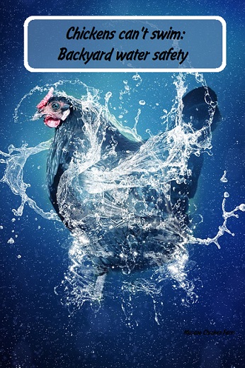 Chickens can't swim, backyard water safety - Murano Chicken Farm