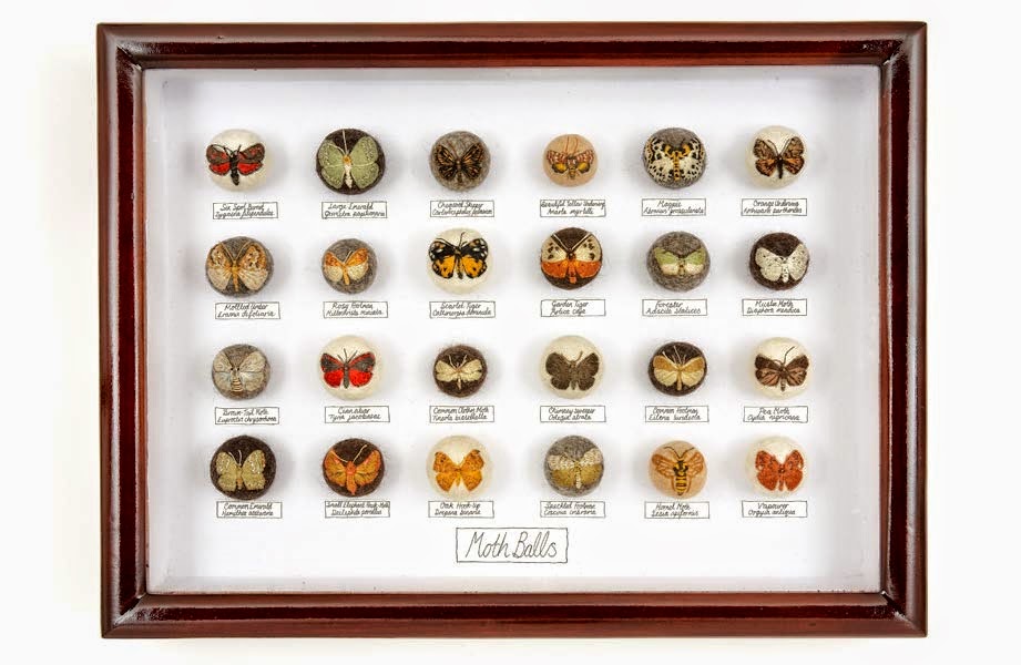 Bichólogo: HILANDO INSECTOS Y COLECCIONES ENTOMOLÓGICAS