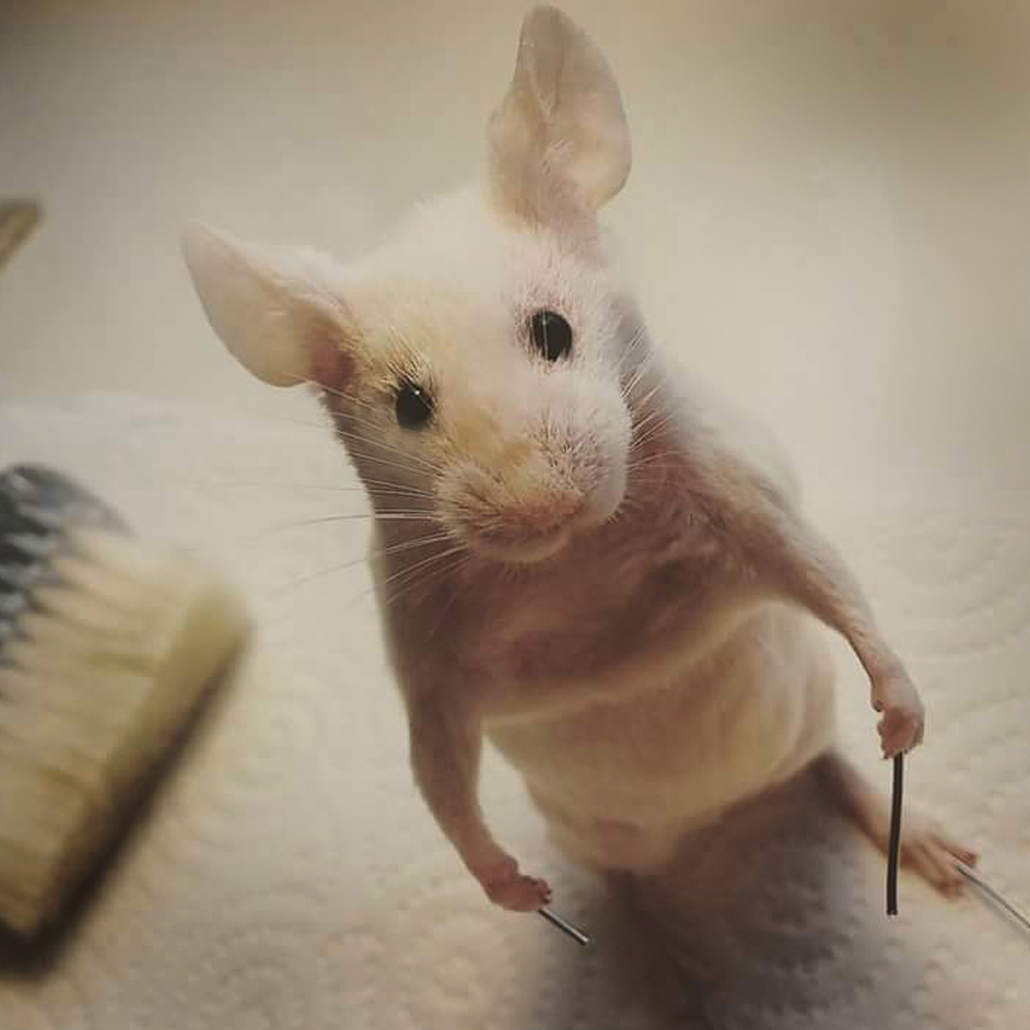 Sparrowsongs: Mouses