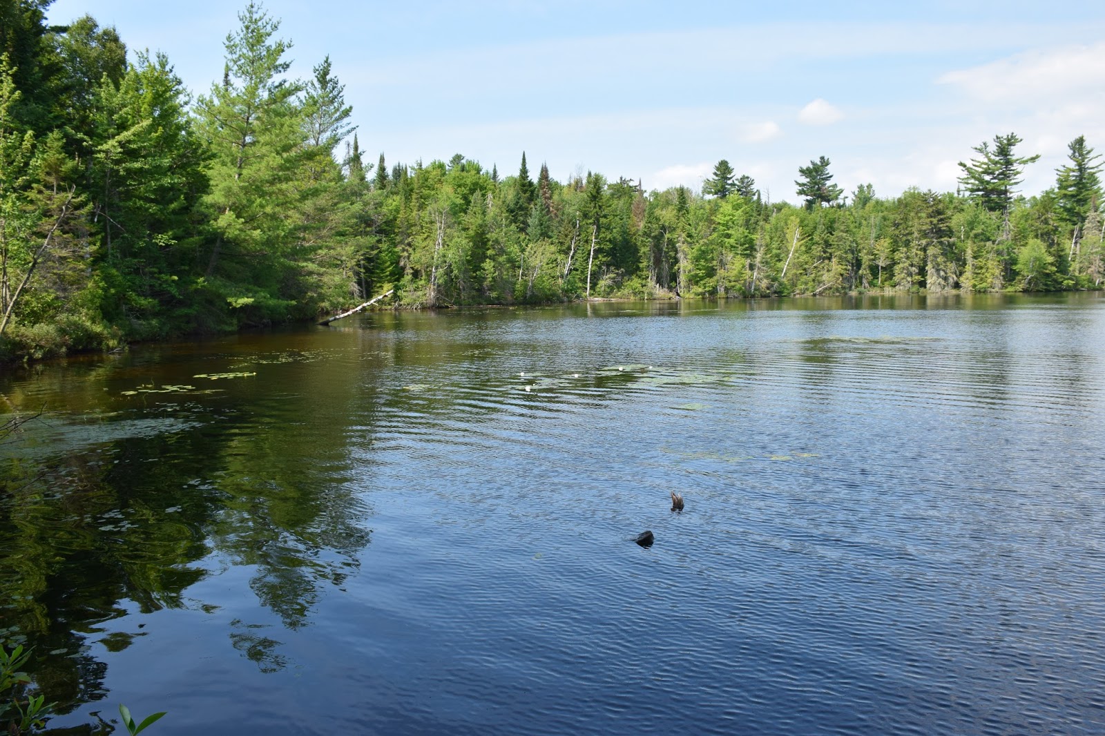 Those Who Wander: Buck Pond Campground Trail - D&H Railroad Bed