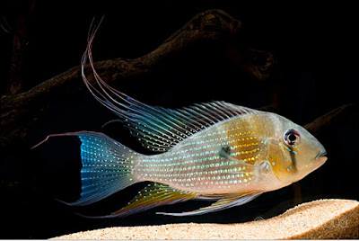 Mania de Aquário: Acará Amarelo (Acarichthys heckelii, feather tail acara)