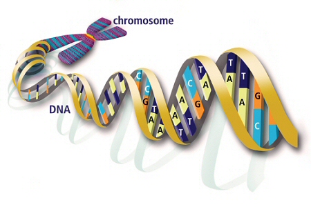 Profielwerkstuk Biologie stamboomonderzoek dmv DNA (6e klas vwo ...